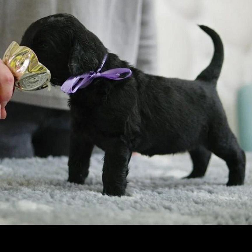 Русский черный терьер щенки