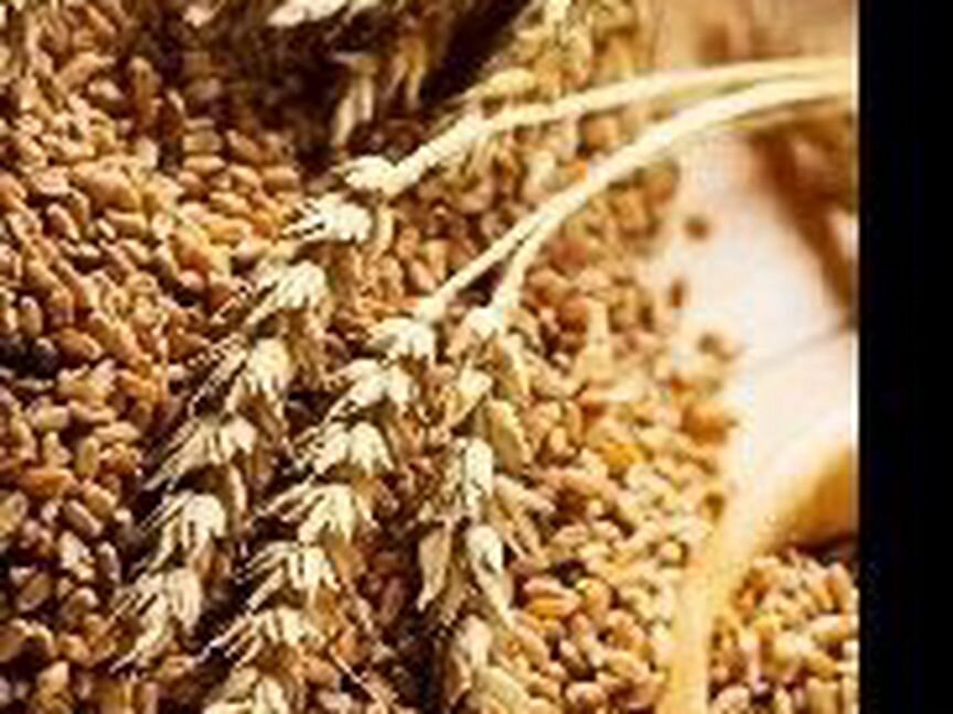 Зерно фуражное