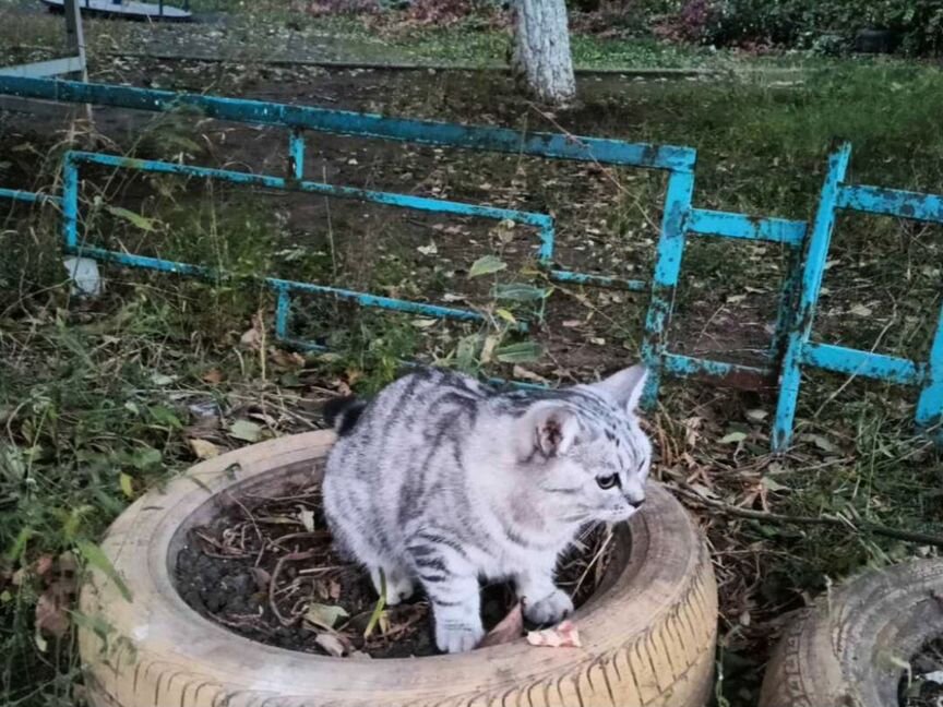 Британский котик ищет дом