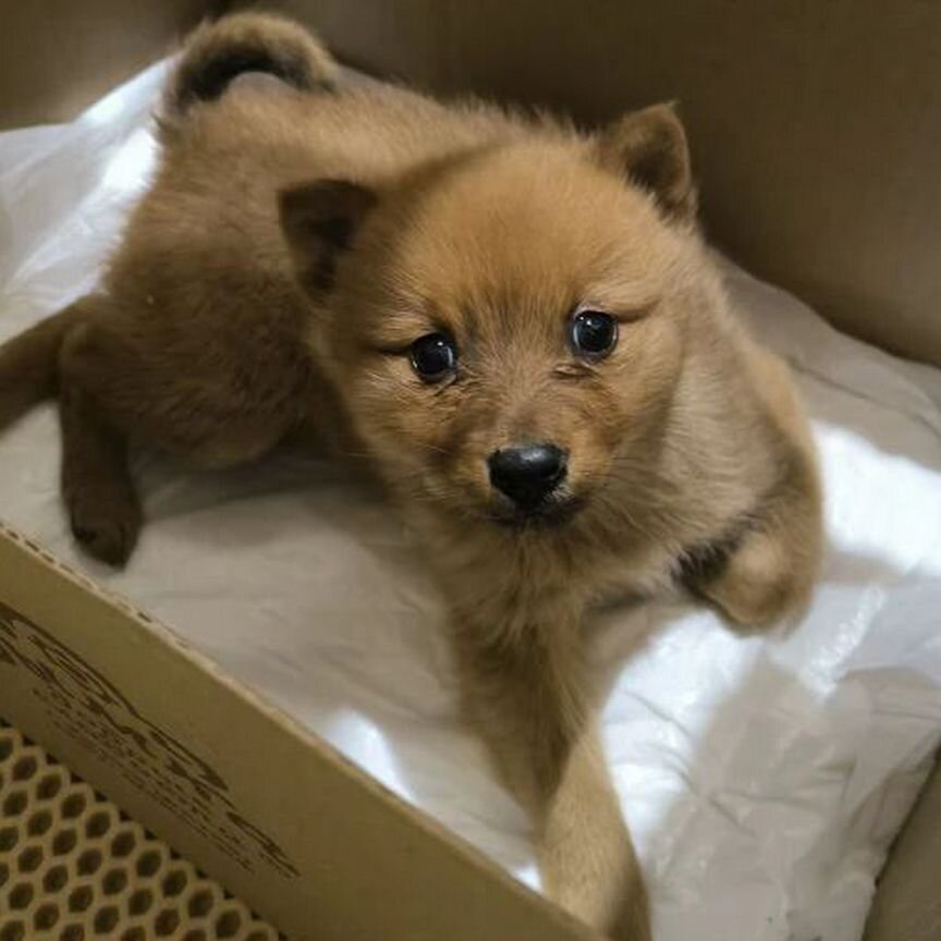 Лайка, щенок