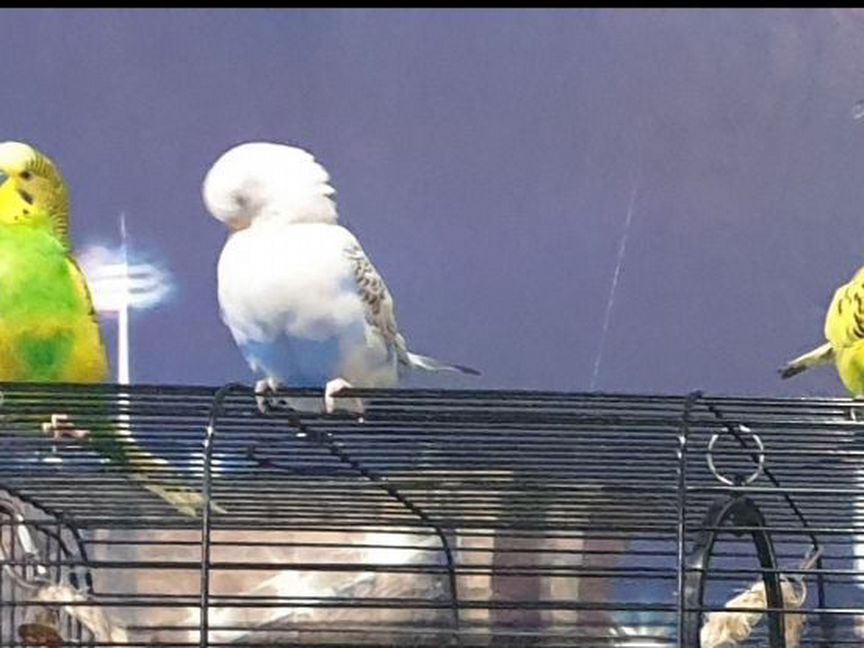 Волнистый попугай