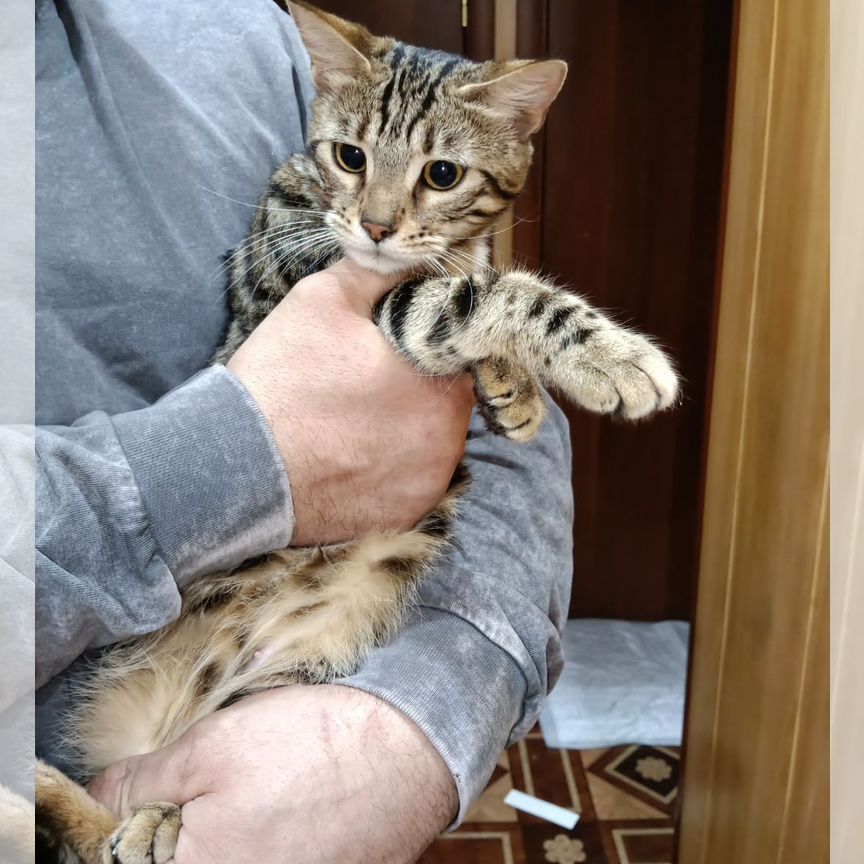 Бенгальская, взрослая кошка