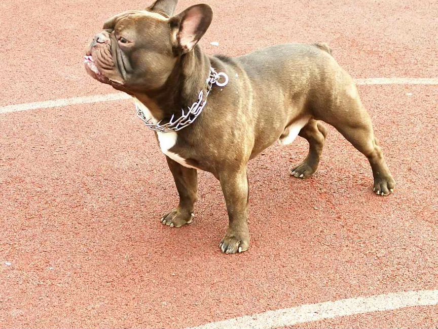 Вязка, шоколадный мальчик ищет невесту