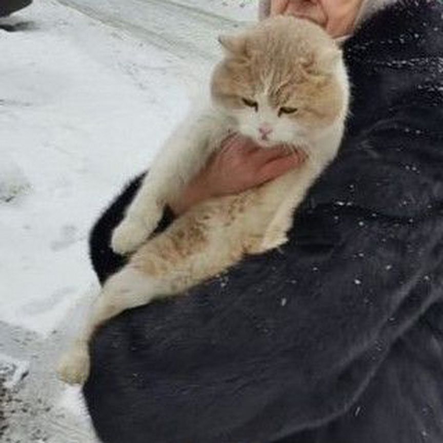 Шикарный домашний кот пропадает на улице