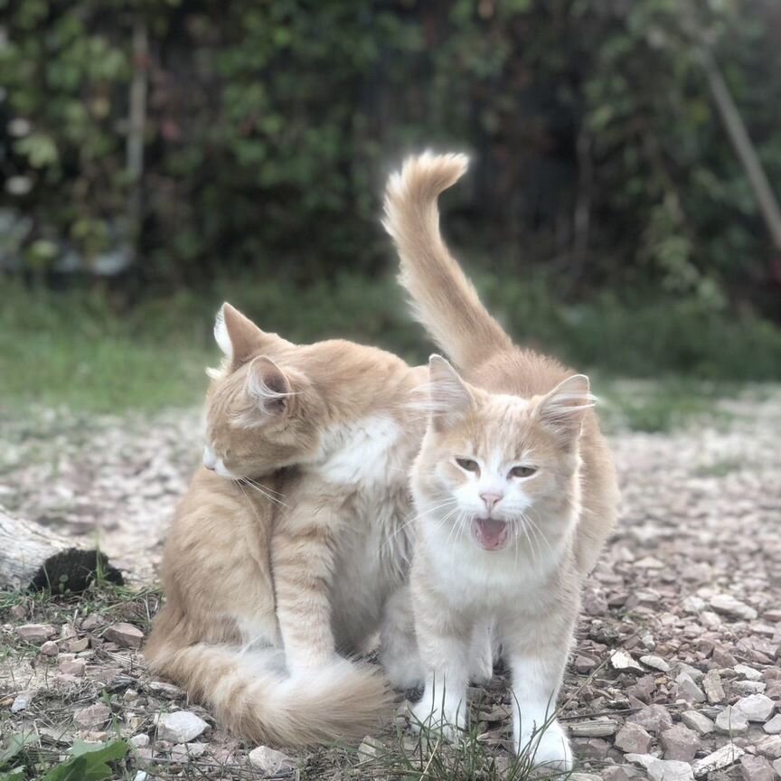 Отдам котят в добрые руки