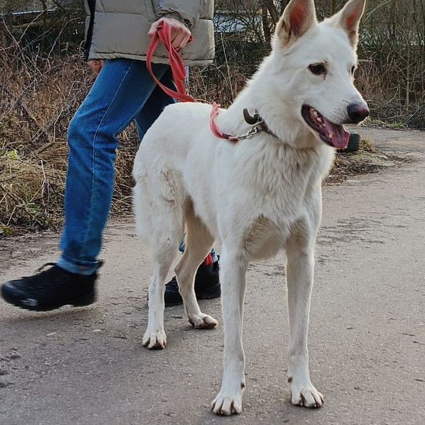 Белая швейцарская овчарка, взрослый пёс
