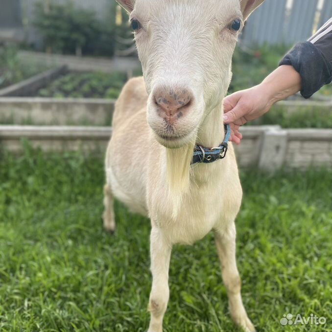 Коза дойная молочная