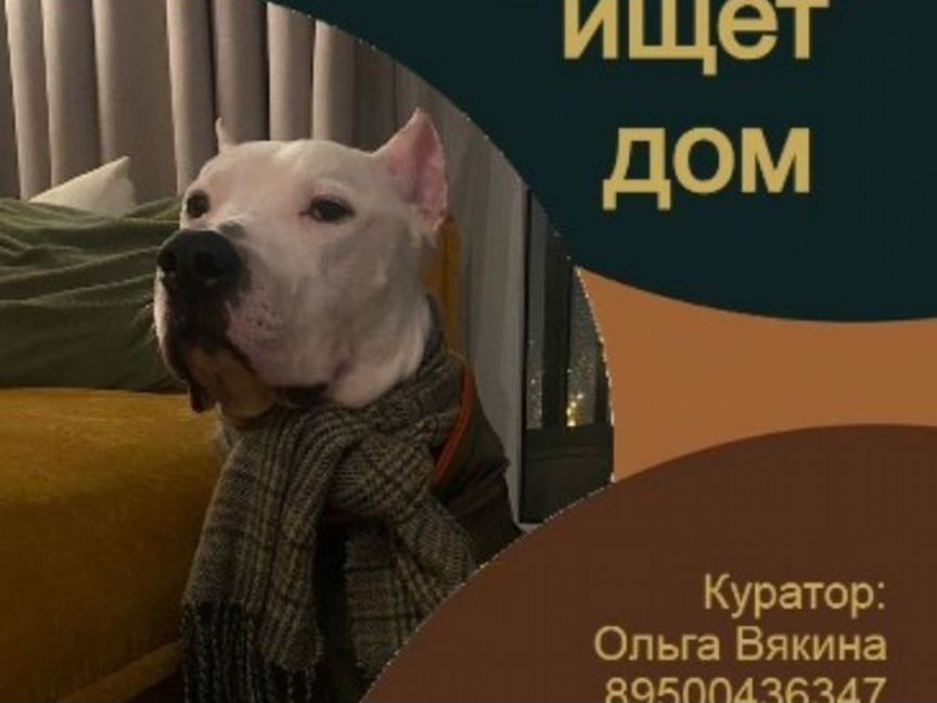 Белый ищет дом