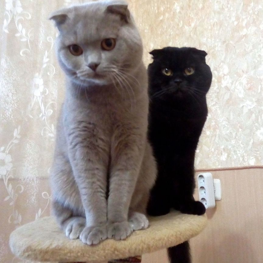 Возьму двух котят (желательно мальчиков)