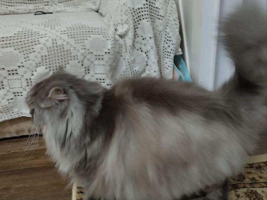 Отдам Кота, Породистый Скотиш Хайленд Страйт