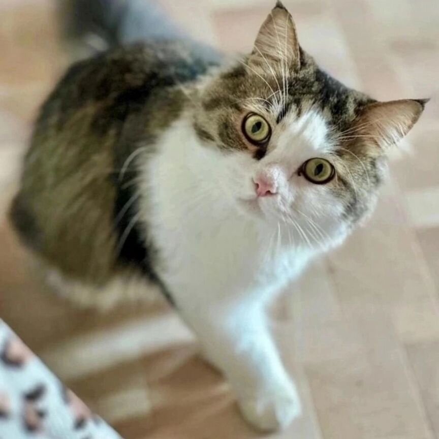 Сибирский кот