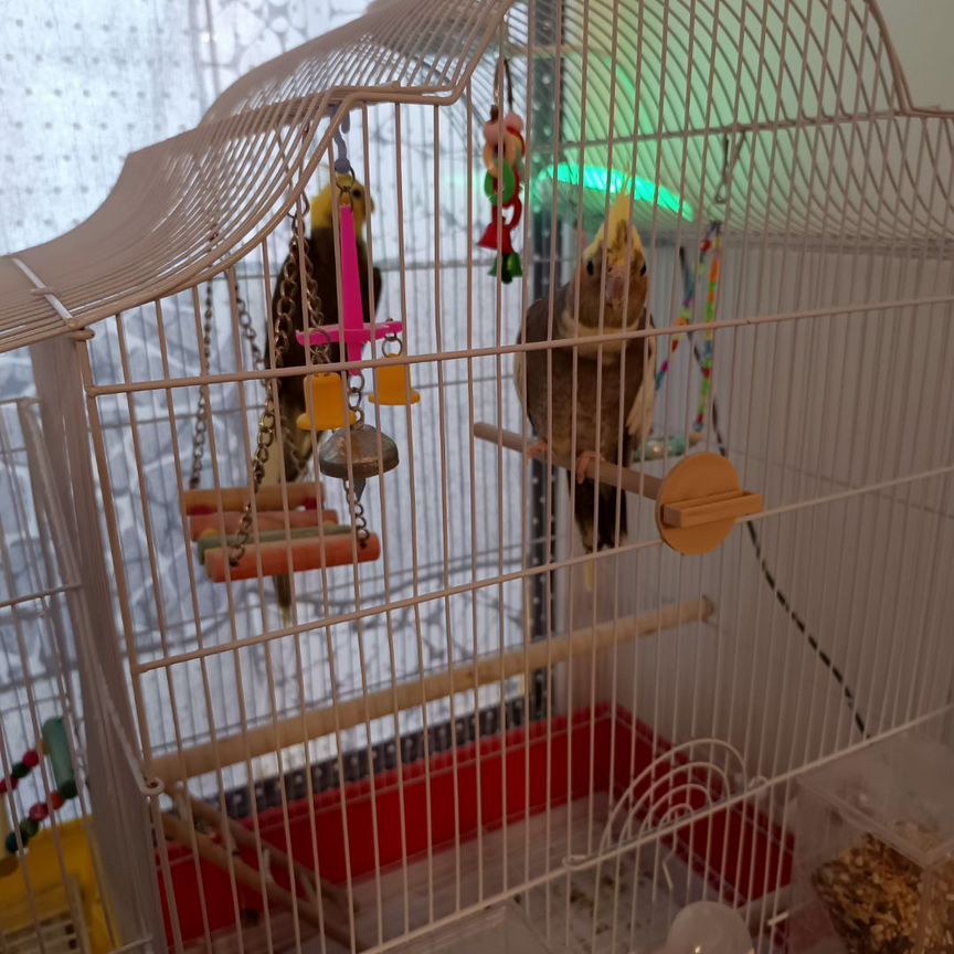 Попугай корелла