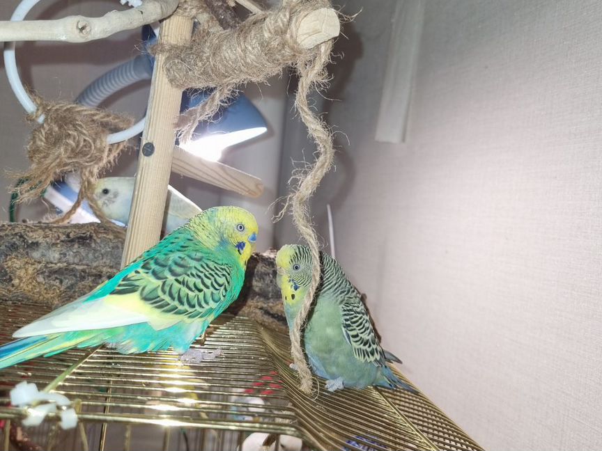 Сформированная пара волнистых попугаев