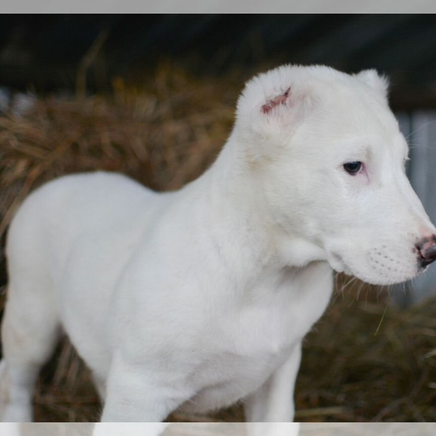 Среднеазиатская овчарка, щенок