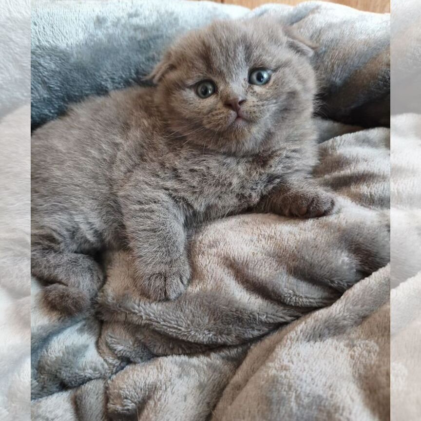 Британский короткошёрстный котёнок