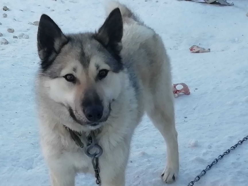 Западно сибирская лайка