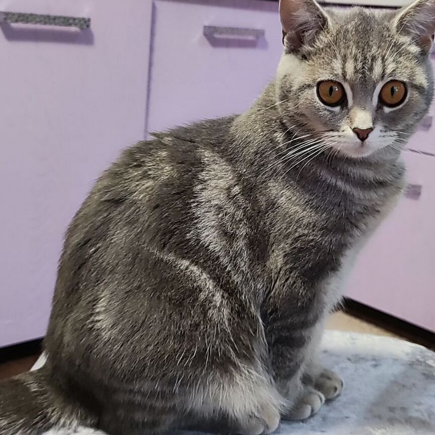 Шотландский прямоухий короткошёрстный котёнок