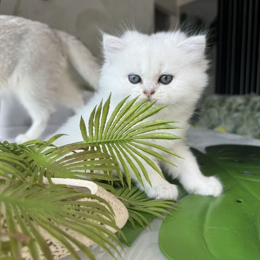 Шотландский котенок шиншилла