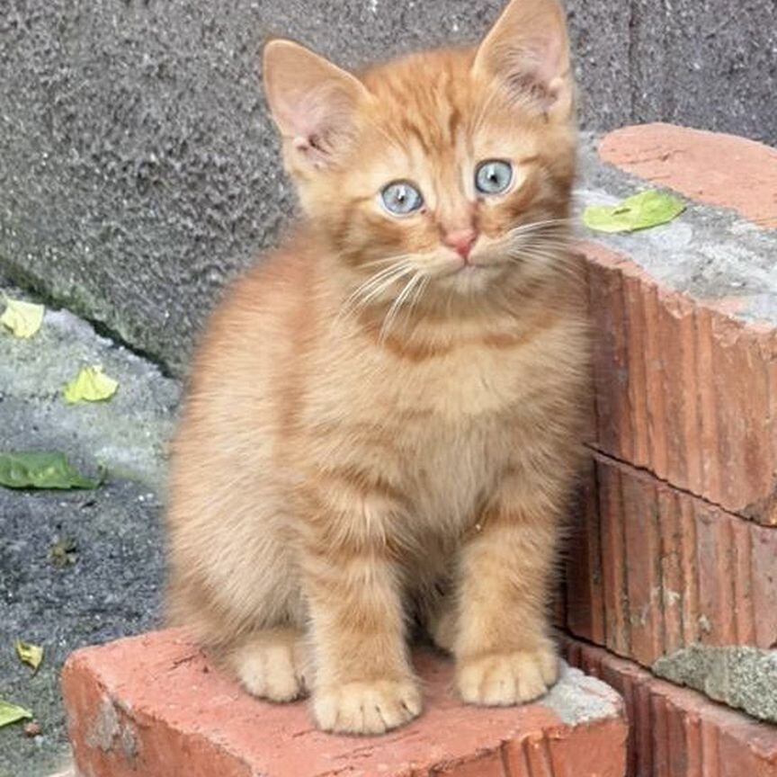 Котёнок в добрые руки