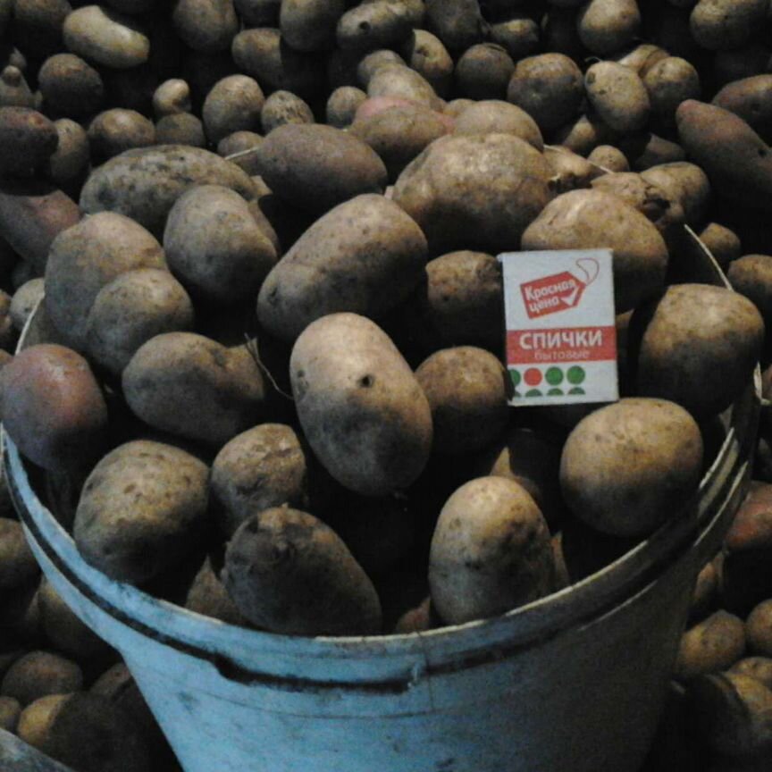 Картофель мелочь на корм скоту