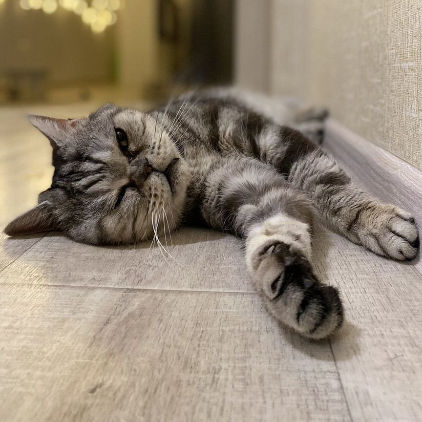 Кот шотландской породы