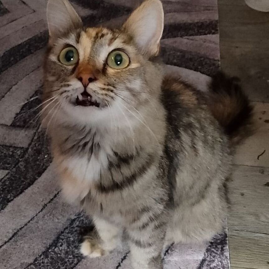 Взрослая, кошка в добрые руки