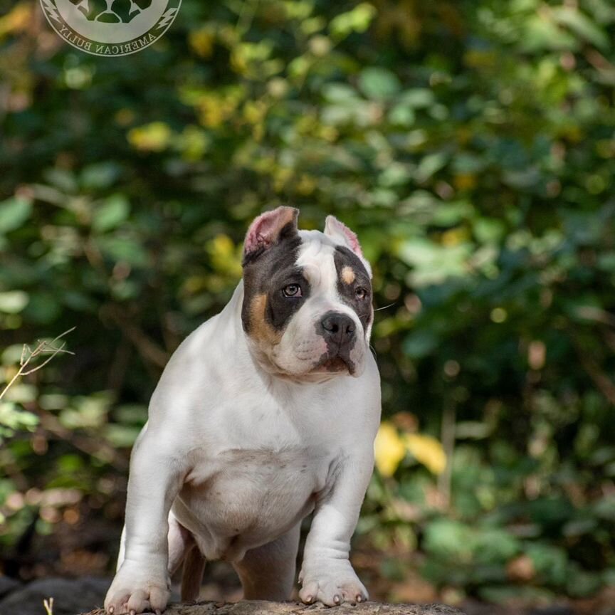 Щенок Американский булли