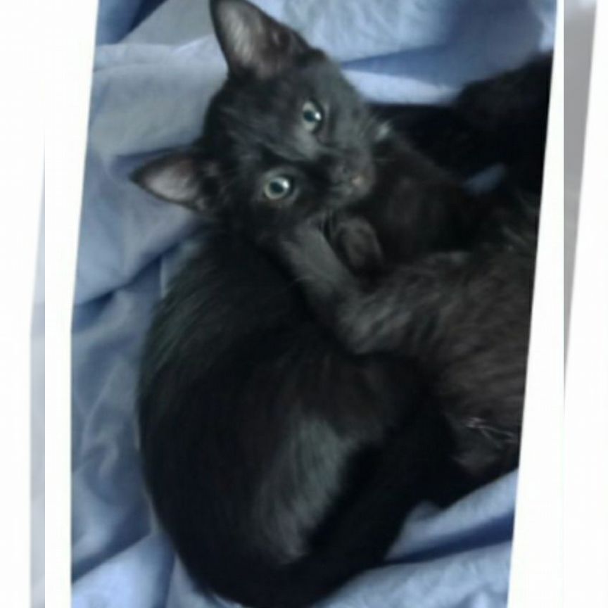 Сибирский котёнок