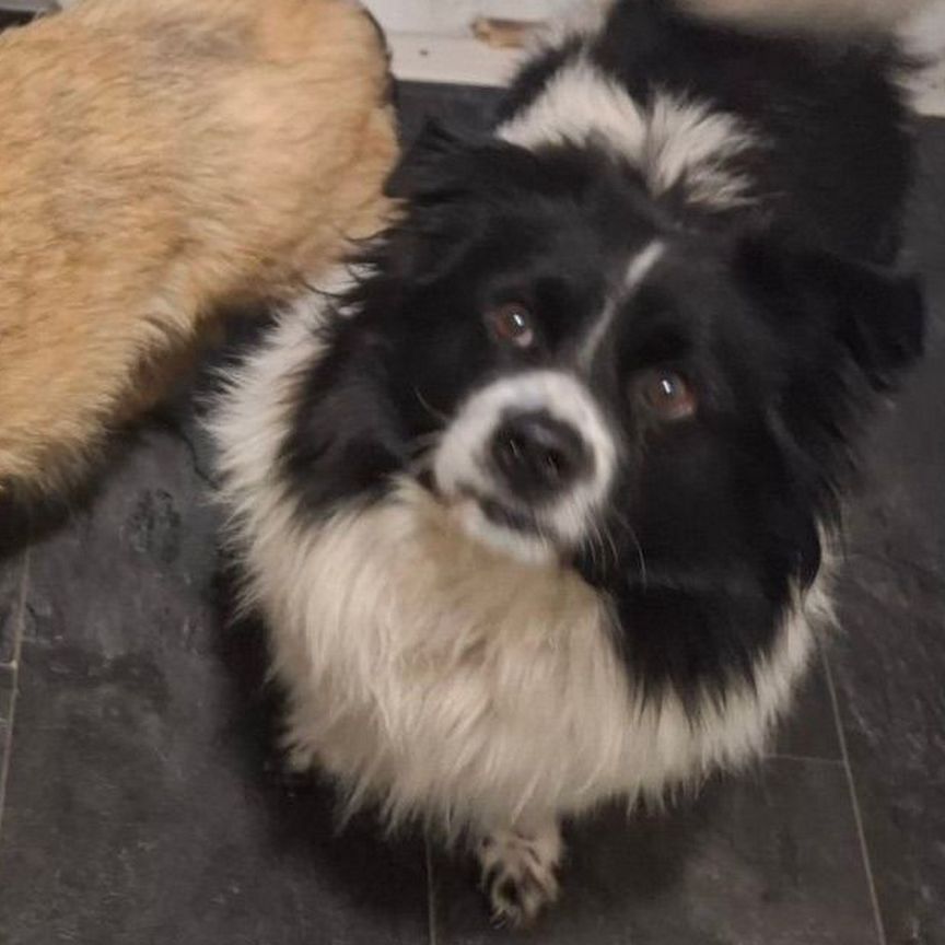 Взрослый пёс в добрые руки