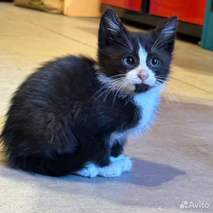 Котенок кошка кот черный белый в добрые руки Тесла