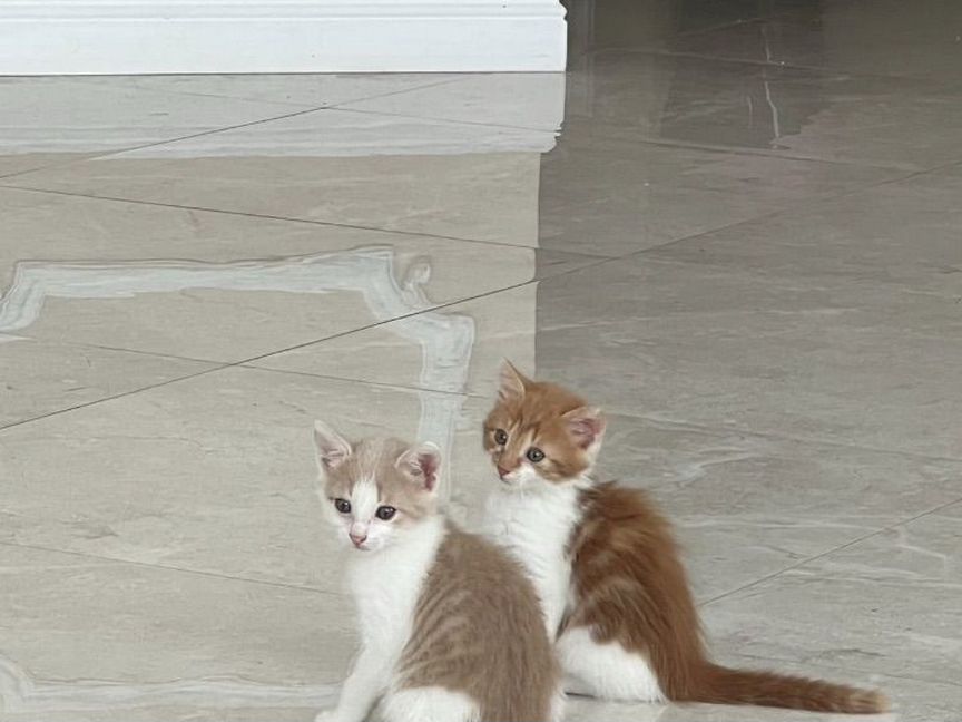 Котята в добрые руки приучены к лотку