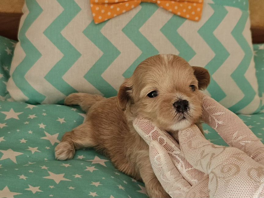 Мальтипу.Супер красивые малыши.f1