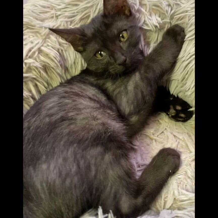 Котёнок мальчик