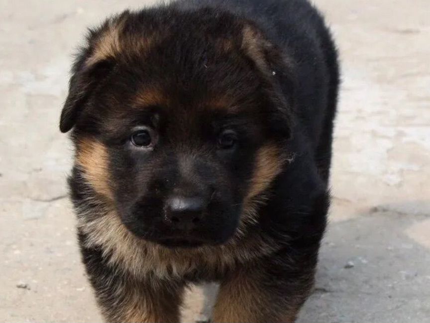 Немецкая овчарка