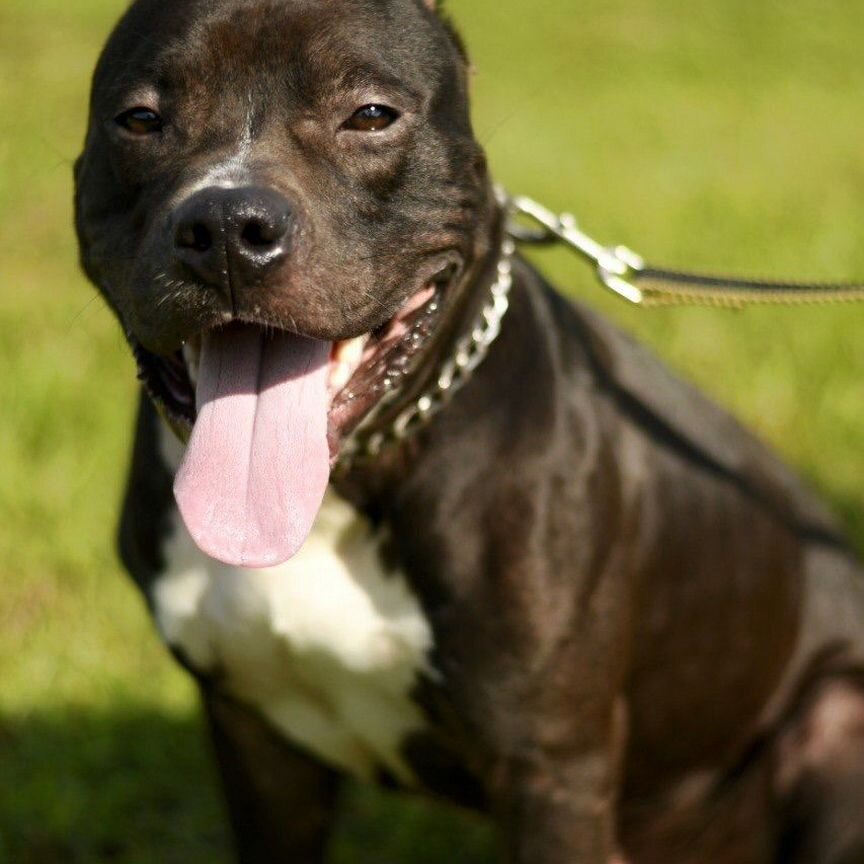 Стаффордширский терьер Гектор в добрые руки