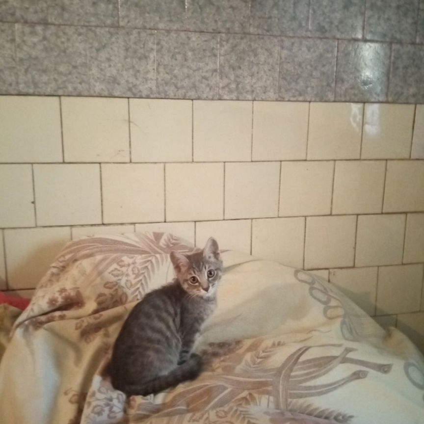 Котятам нужен дом