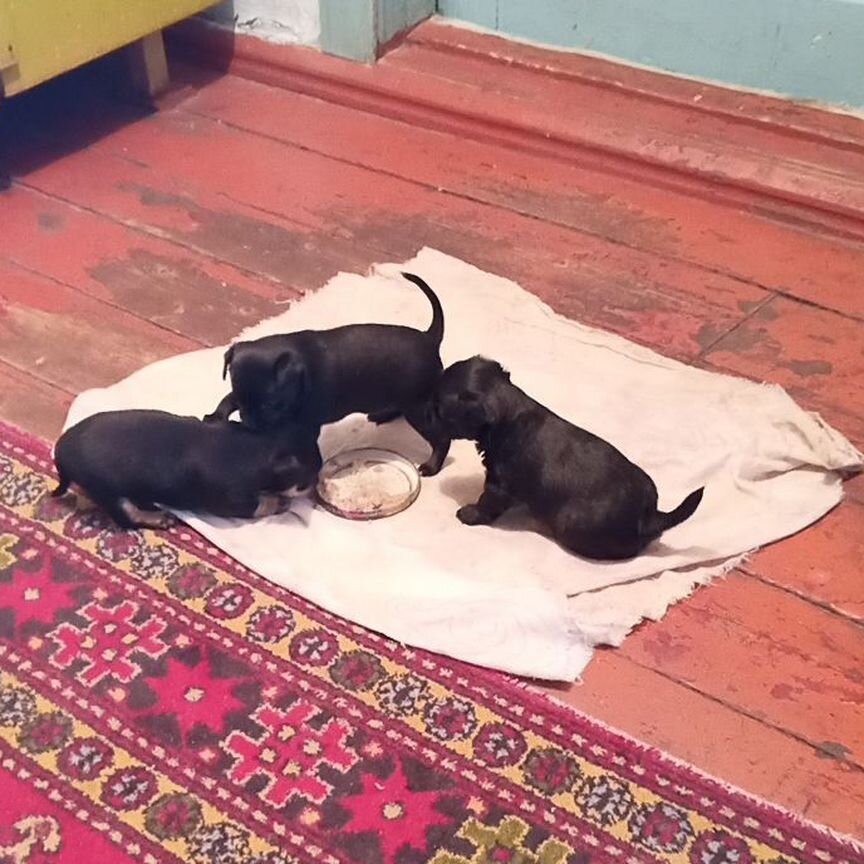 Продаются терьерчики