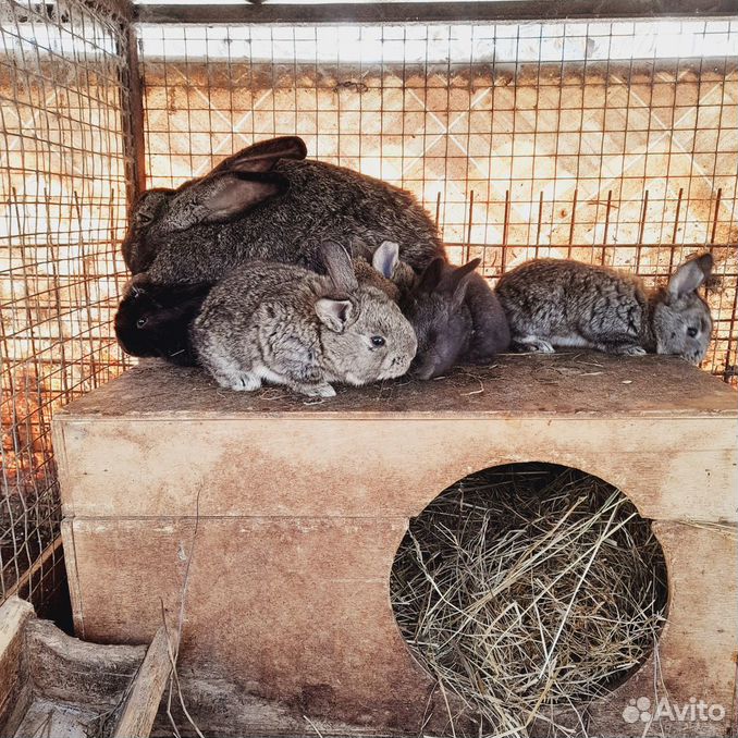 Бельгийский великан