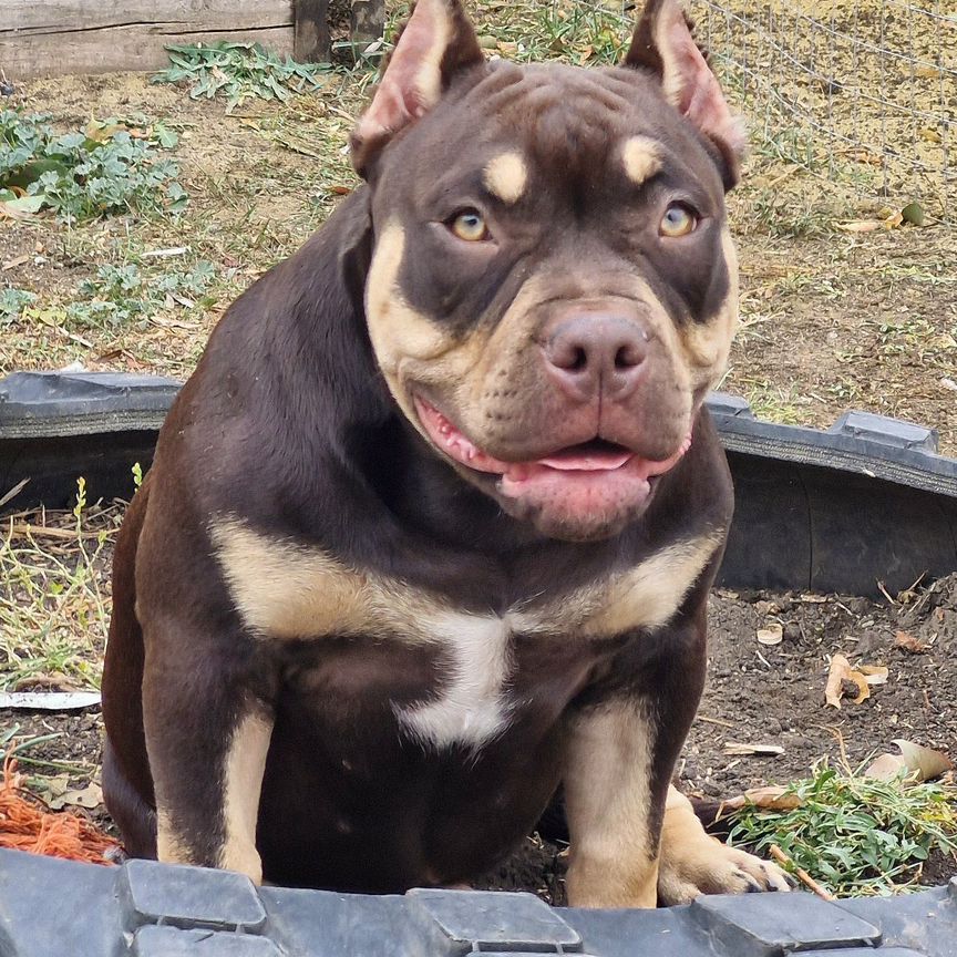 Американский булли