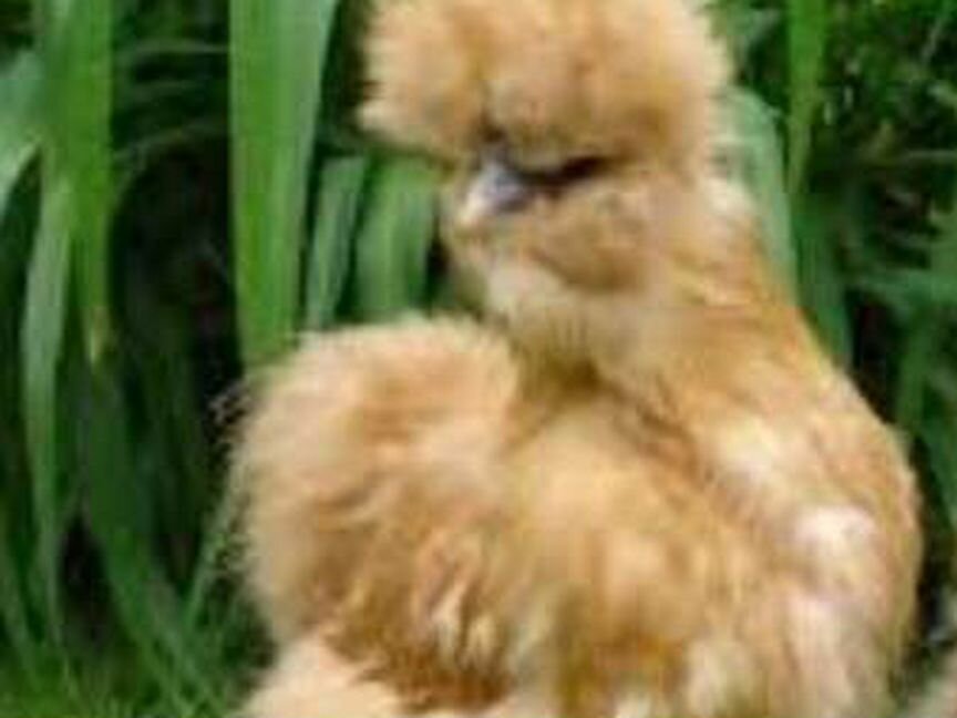 Петухи шелковые, Павловский,шершетка,доминант