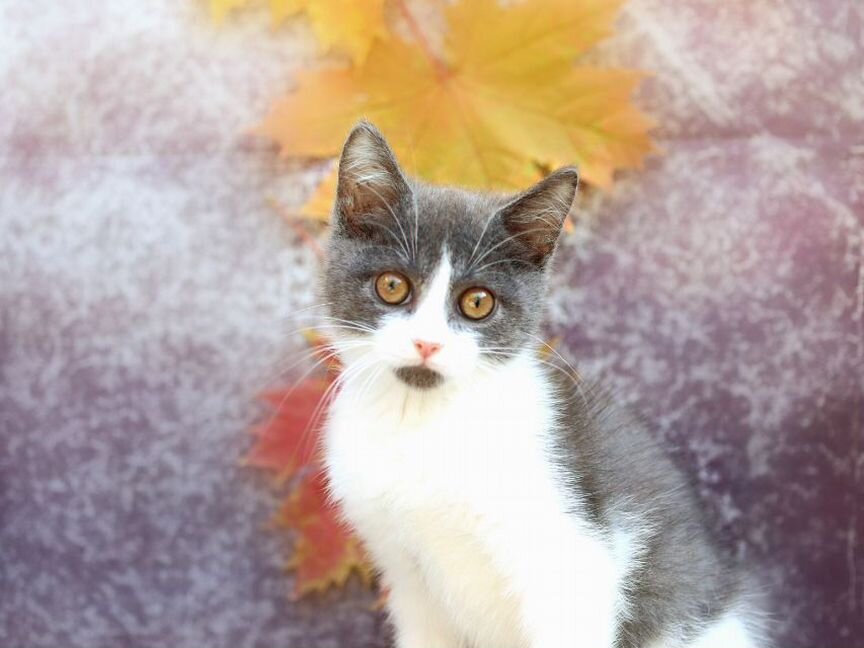 Котик в поисках уюта