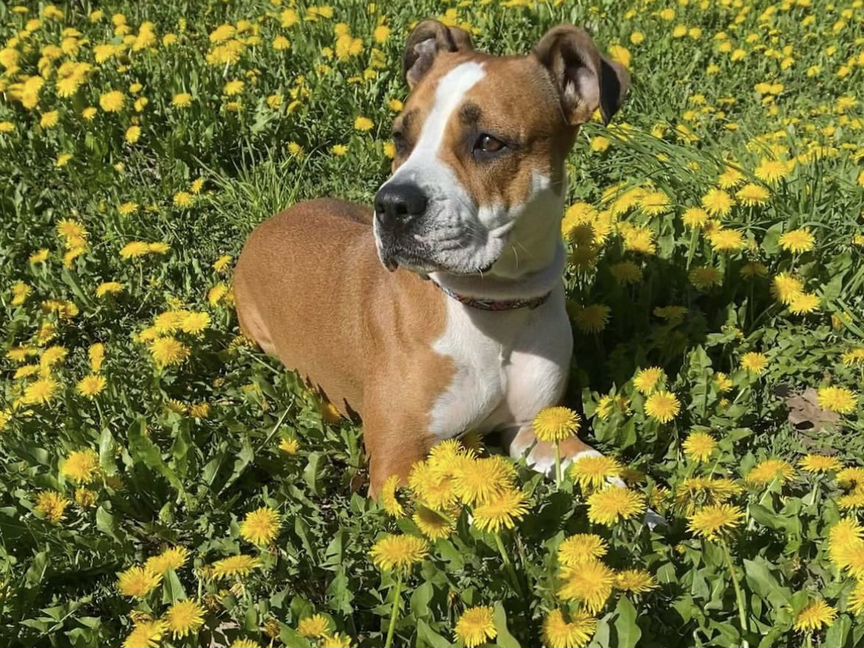 Отдам стаффа в очень добрые и заботливые руки