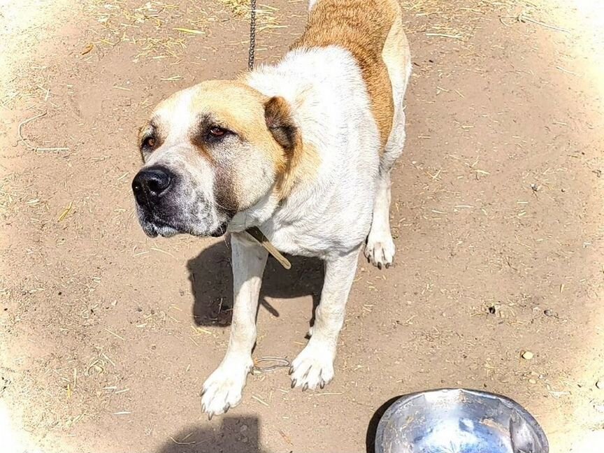 Ано "Приют для животных "Стёпка" г. Нытва