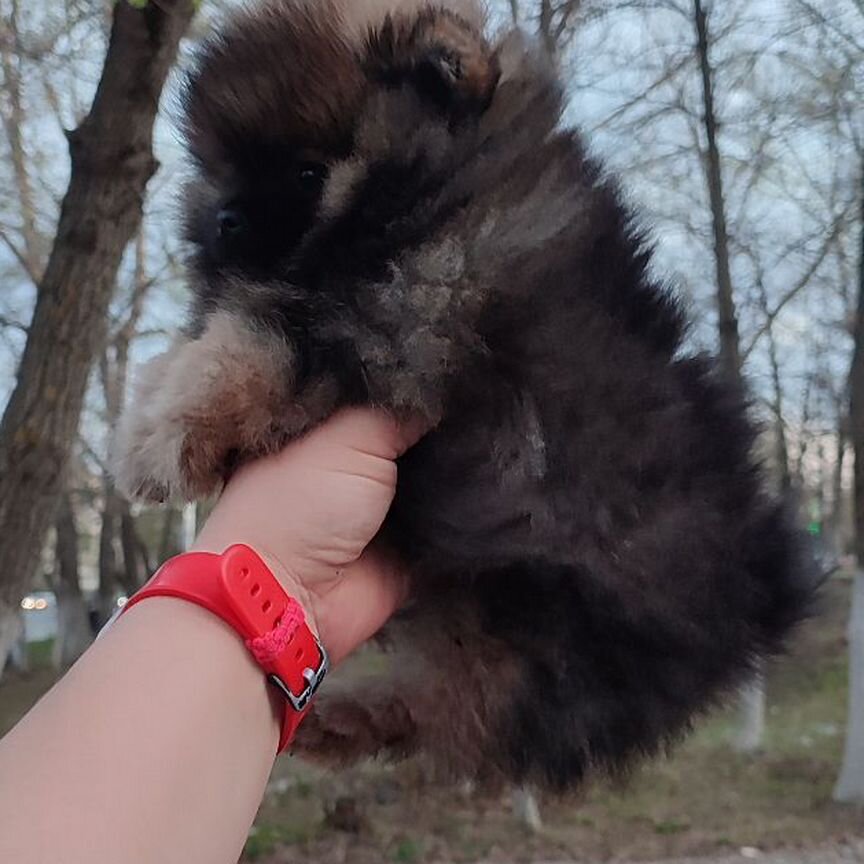 Померанский шпиц