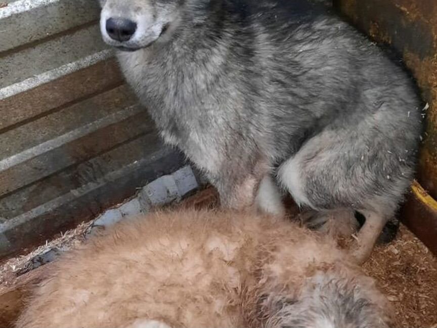 Собака в добрые руки отдам бесплатно