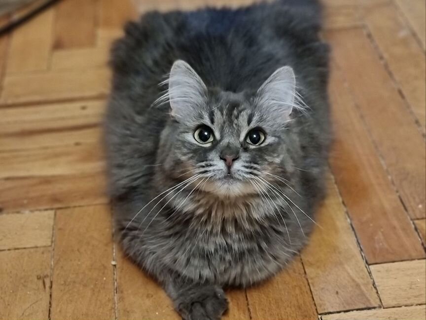 Серебристая красотка Яна