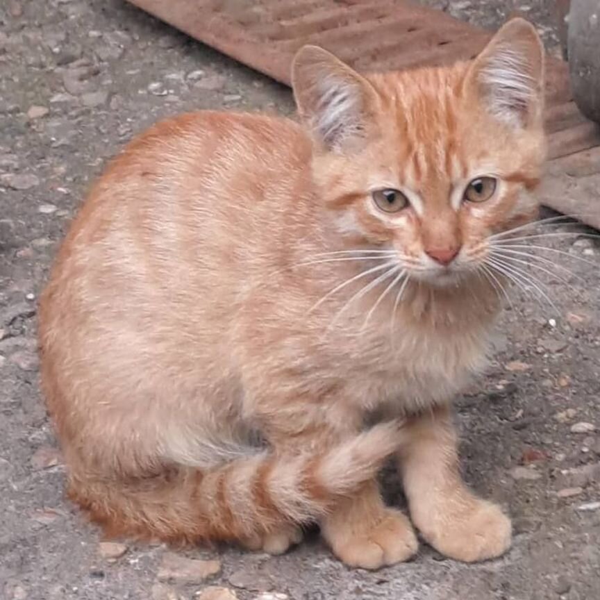 Котенок оставлен у мусорки. Мама, семья, куратор
