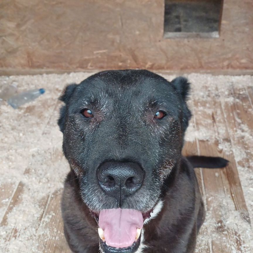 Самая добрая Токио из приюта хочет домой