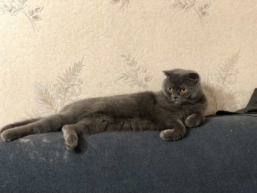 Британская короткошерстная кошка