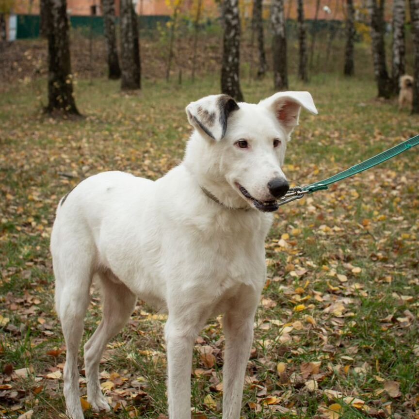 Ласковый Кокосик хочет домой